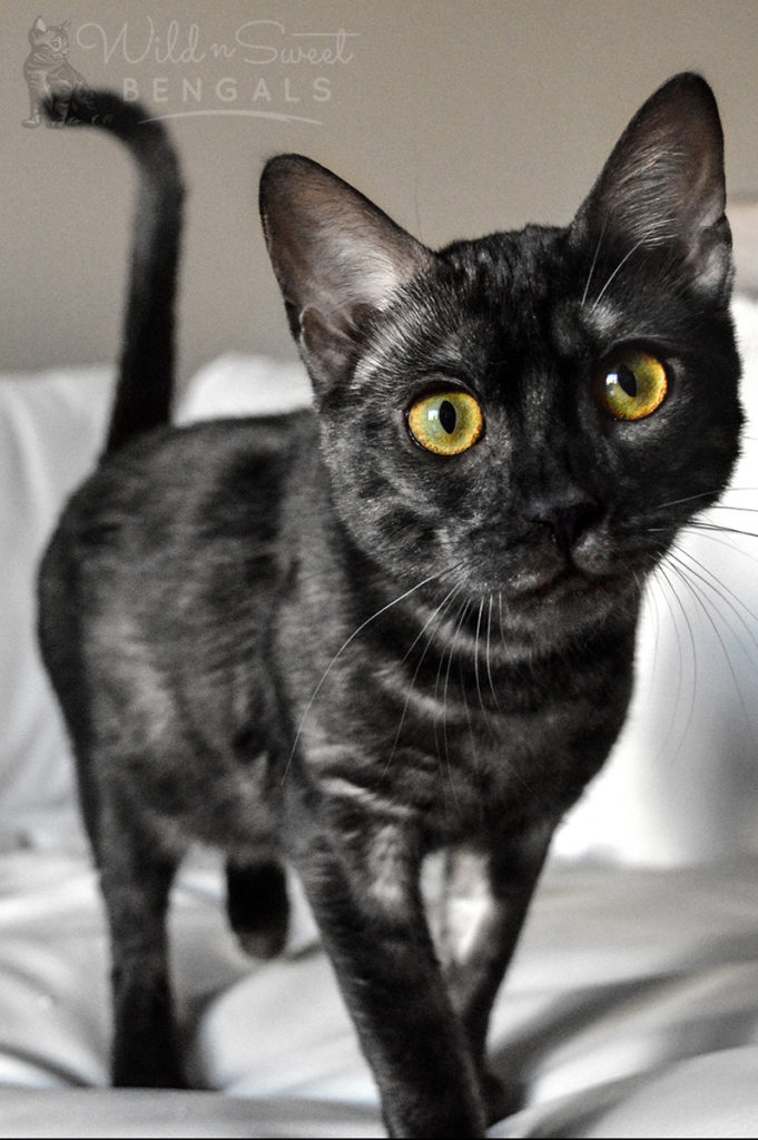 Black Melanistic Bengal Cats for Sale 🐈 | Wild & Sweet Bengals