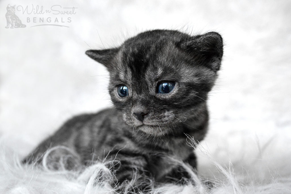 Black Melanistic Bengal Cats for Sale 🐈 | Wild & Sweet Bengals