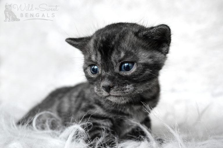 Black Melanistic Bengal Cats for Sale 🐈 | Wild & Sweet Bengals