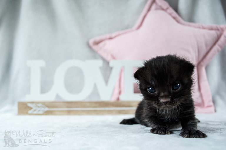 Black Melanistic Bengal Cats for Sale 🐈 | Wild & Sweet Bengals