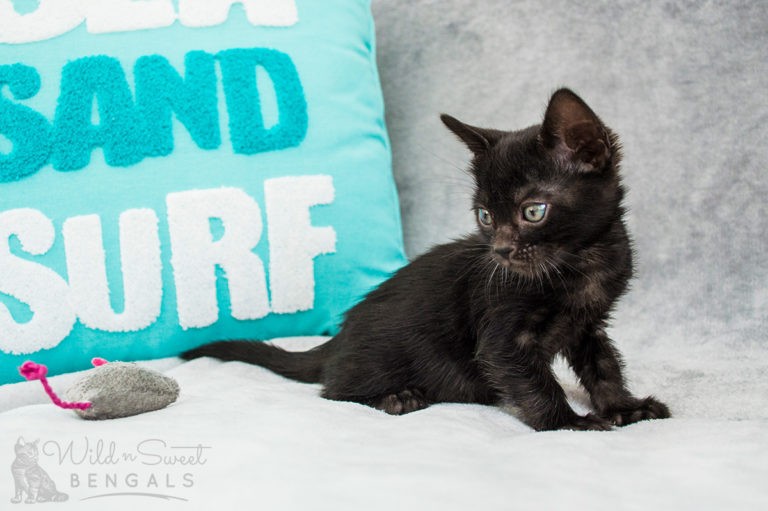 Black Melanistic Bengal Cats for Sale 🐈 | Wild & Sweet Bengals