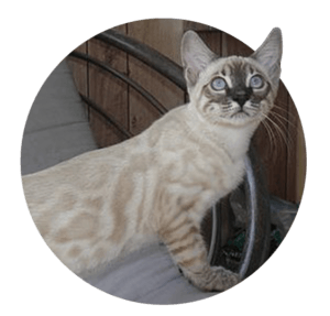 Snow & White Bengal Cats for Sale 🐈 | Wild & Sweet Bengals