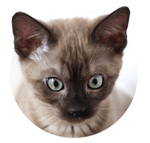 Snow & White Bengal Cats for Sale 🐈 | Wild & Sweet Bengals