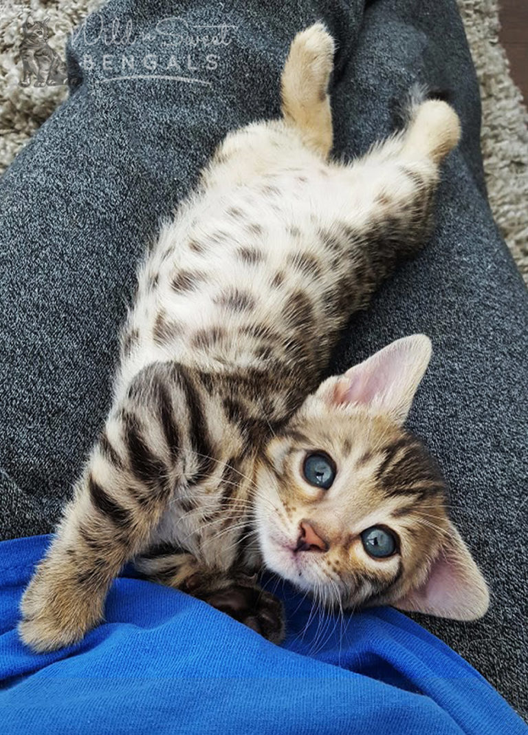 Brown & Orange Bengal Cats for Sale 🐈 | Wild & Sweet Bengals