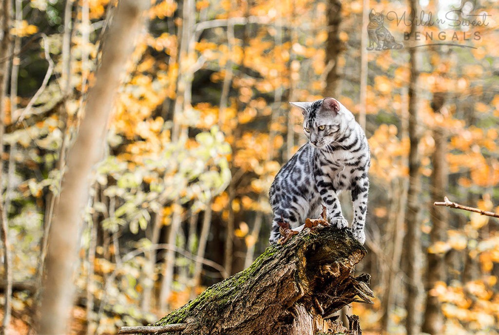 Silver Bengal Cats & Kittens for Sale 🐱 | Wild & Sweet Bengals