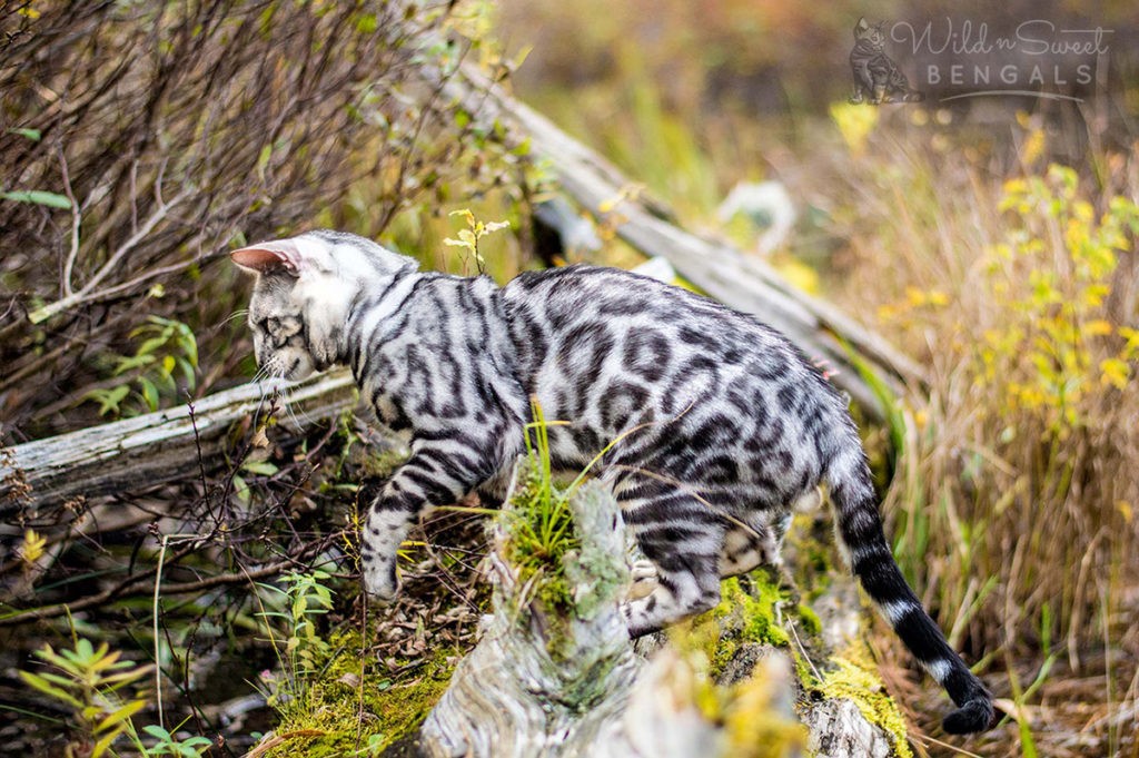 Silver Bengal Cats & Kittens for Sale 🐱 | Wild & Sweet Bengals