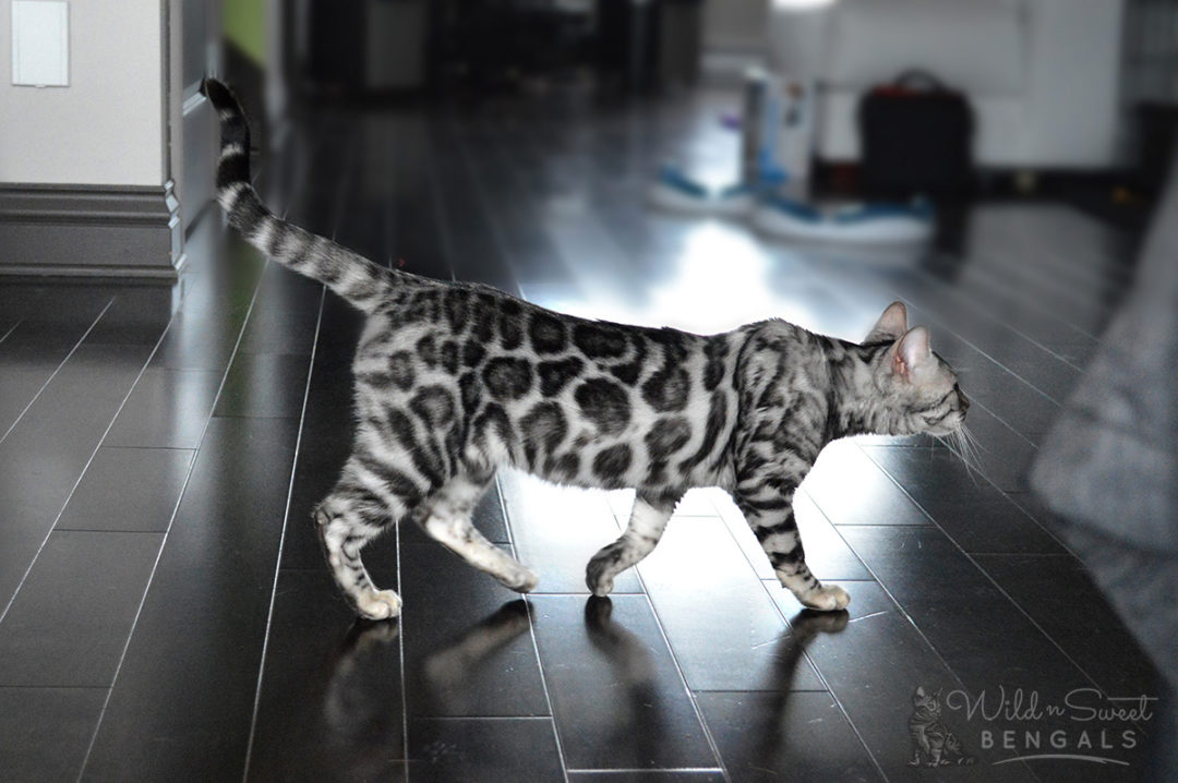 Silver Bengal Cats & Kittens for Sale 🐱 | Wild & Sweet Bengals
