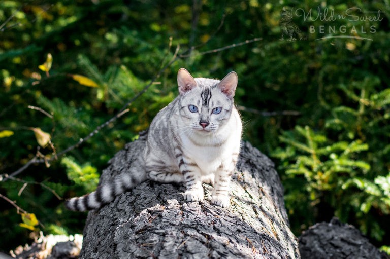 Snow & White Bengal Cats for Sale 🐈 | Wild & Sweet Bengals