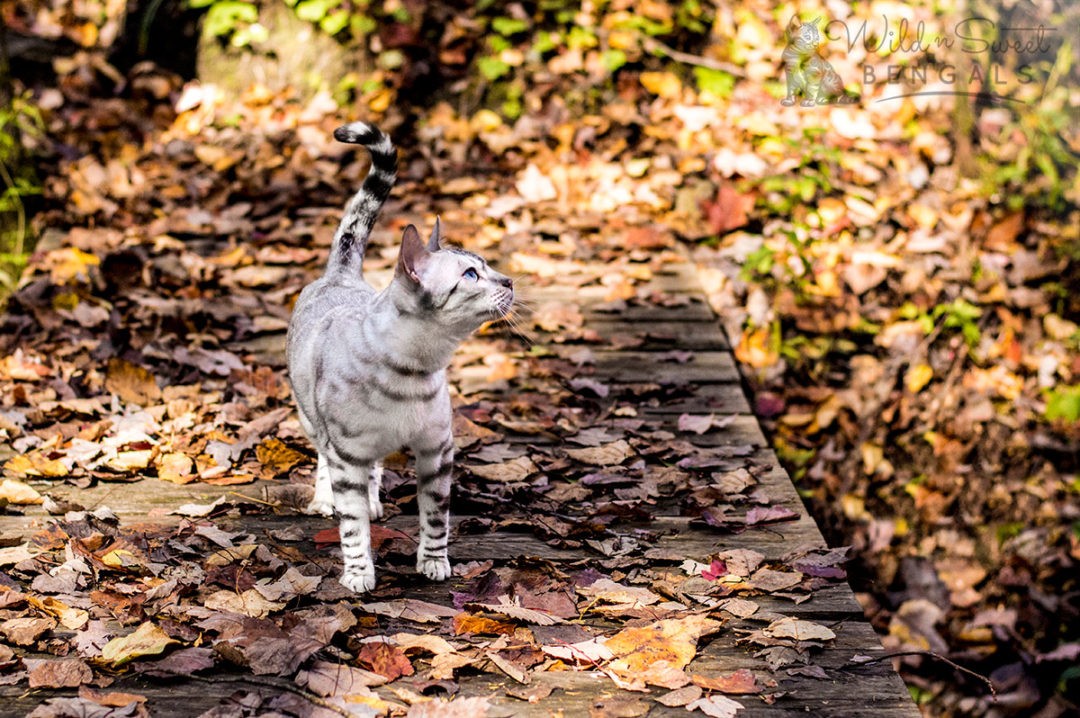 Snow & White Bengal Cats for Sale 🐈 | Wild & Sweet Bengals