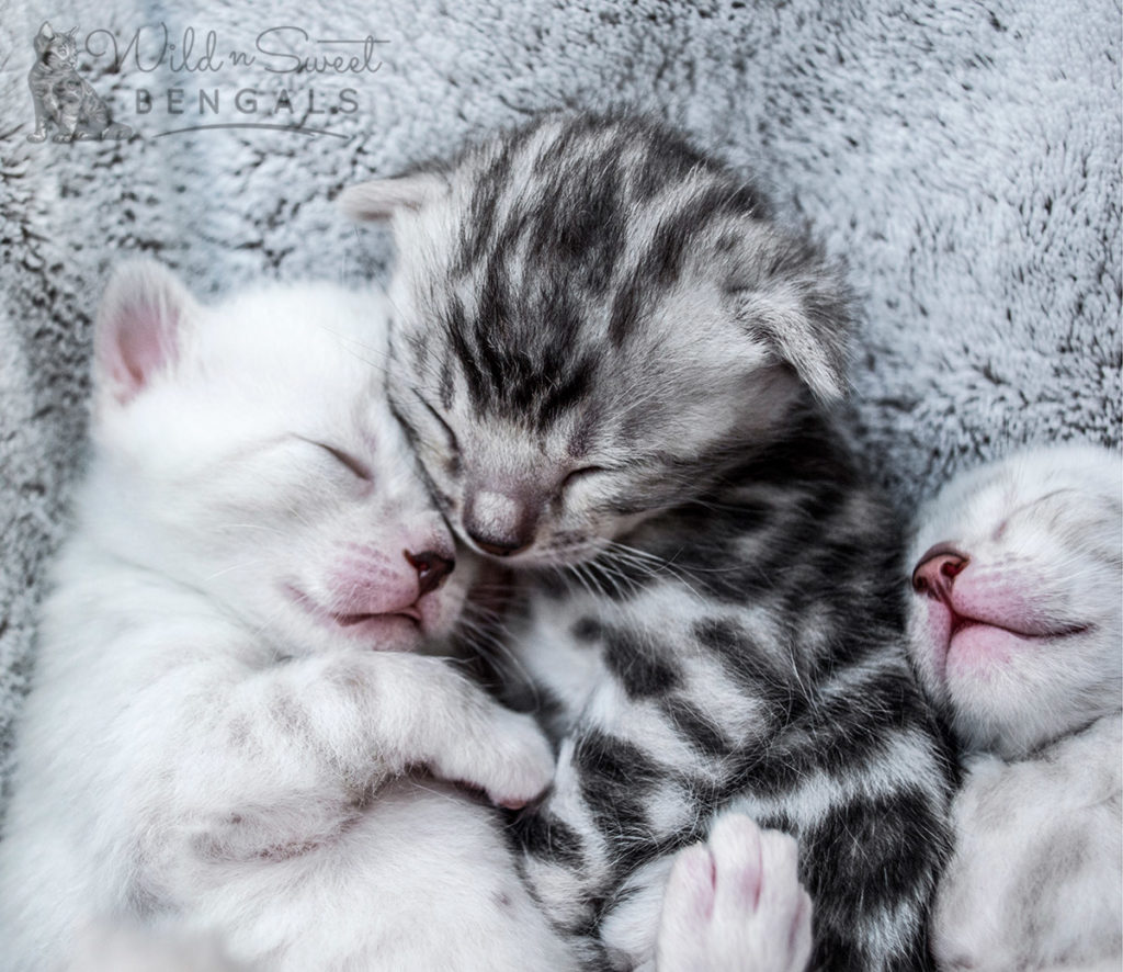 Snow & White Bengal Cats for Sale 🐈 | Wild & Sweet Bengals