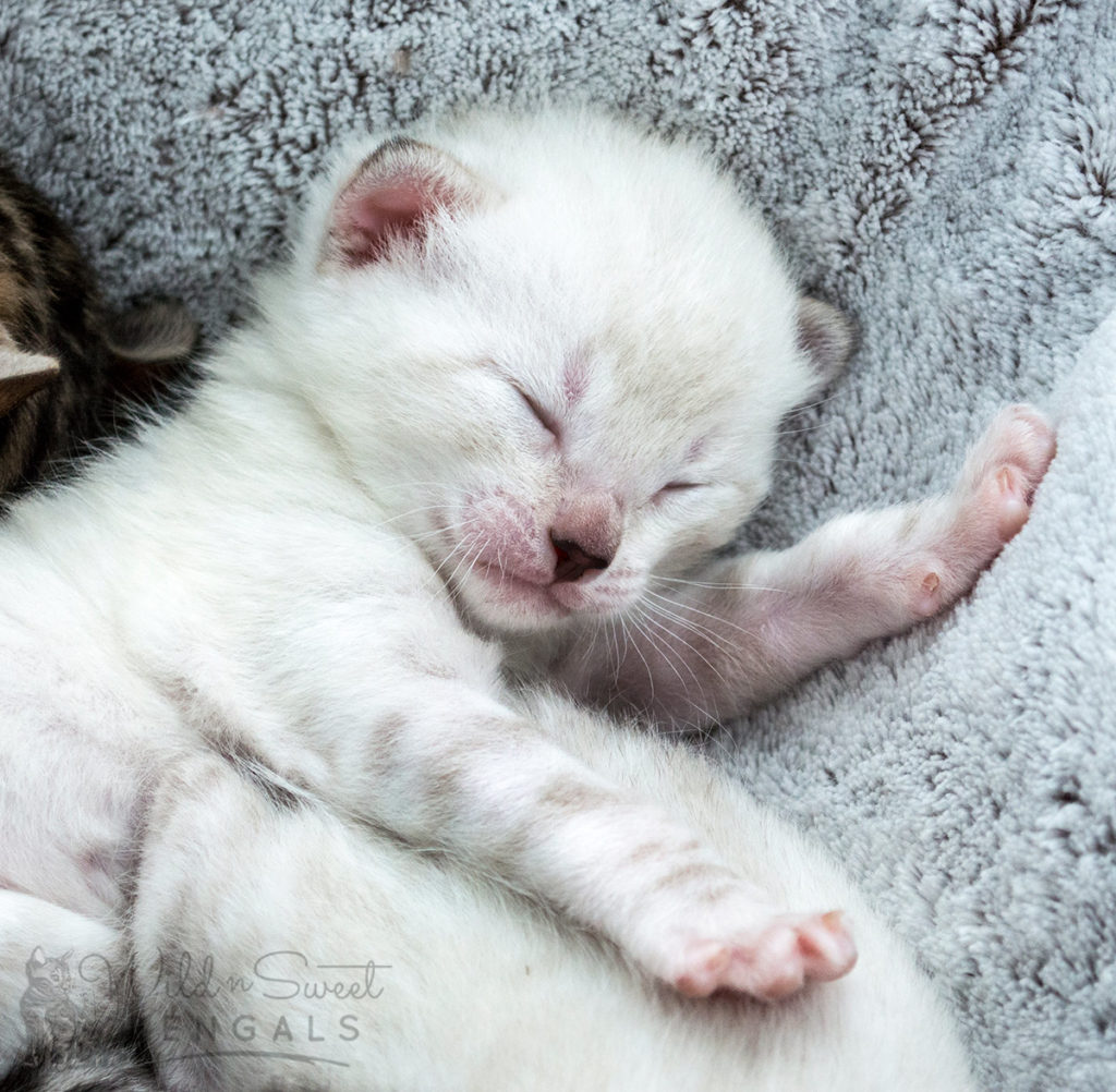Snow & White Bengal Cats for Sale 🐈 | Wild & Sweet Bengals