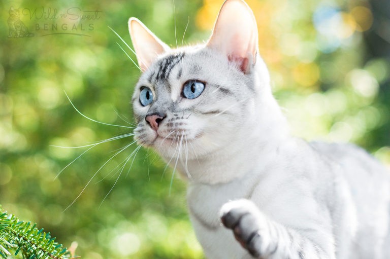 Snow & White Bengal Cats for Sale 🐈 | Wild & Sweet Bengals