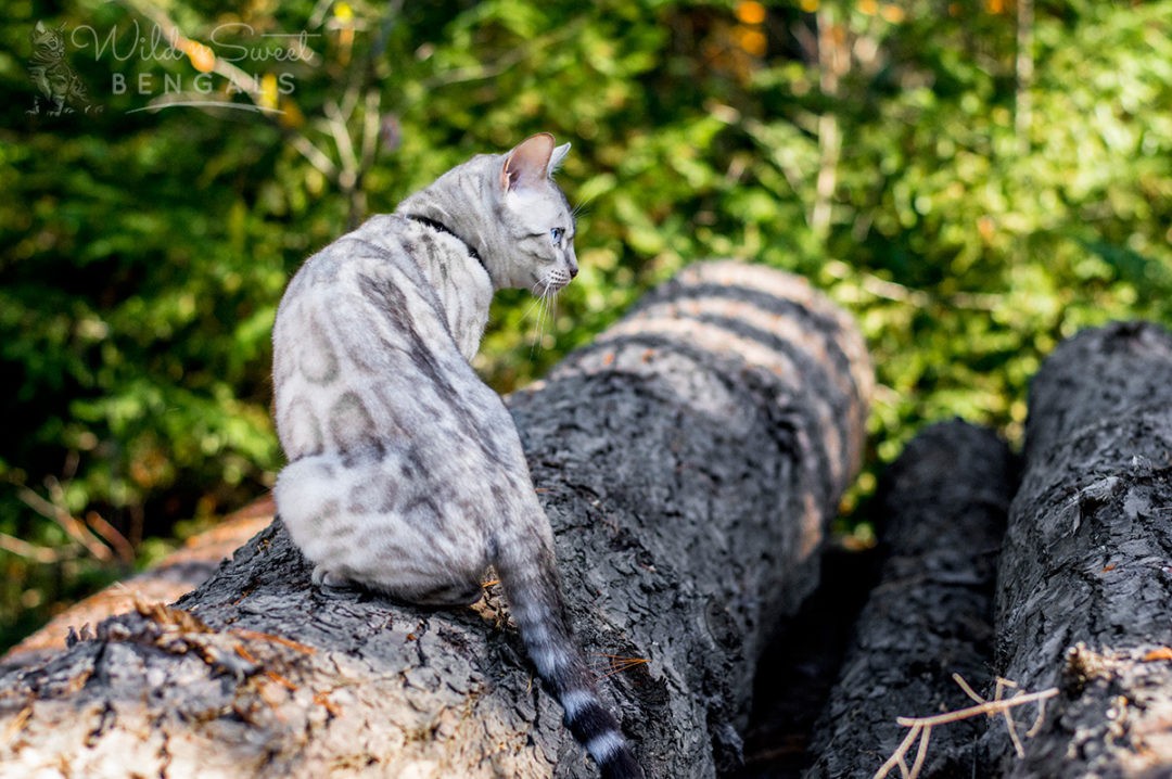 Snow & White Bengal Cats for Sale 🐈 | Wild & Sweet Bengals