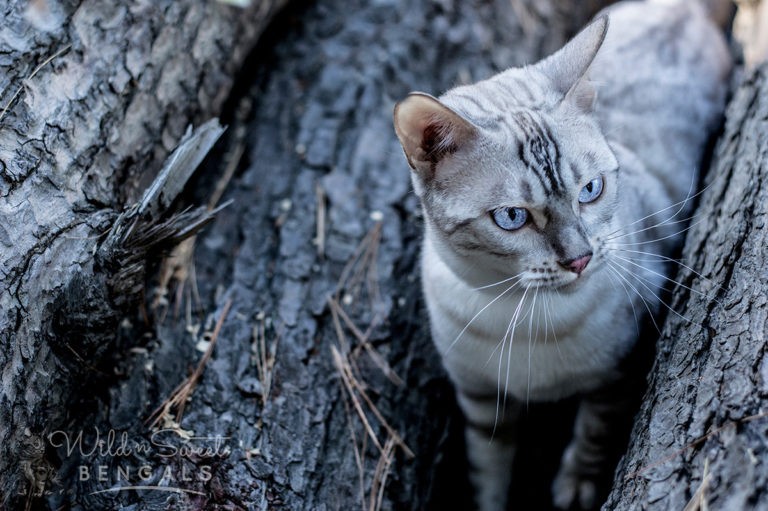 Snow & White Bengal Cats for Sale 🐈 | Wild & Sweet Bengals