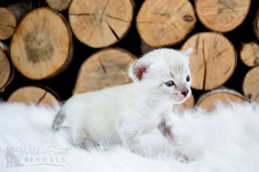 Snow & White Bengal Cats for Sale 🐈 | Wild & Sweet Bengals
