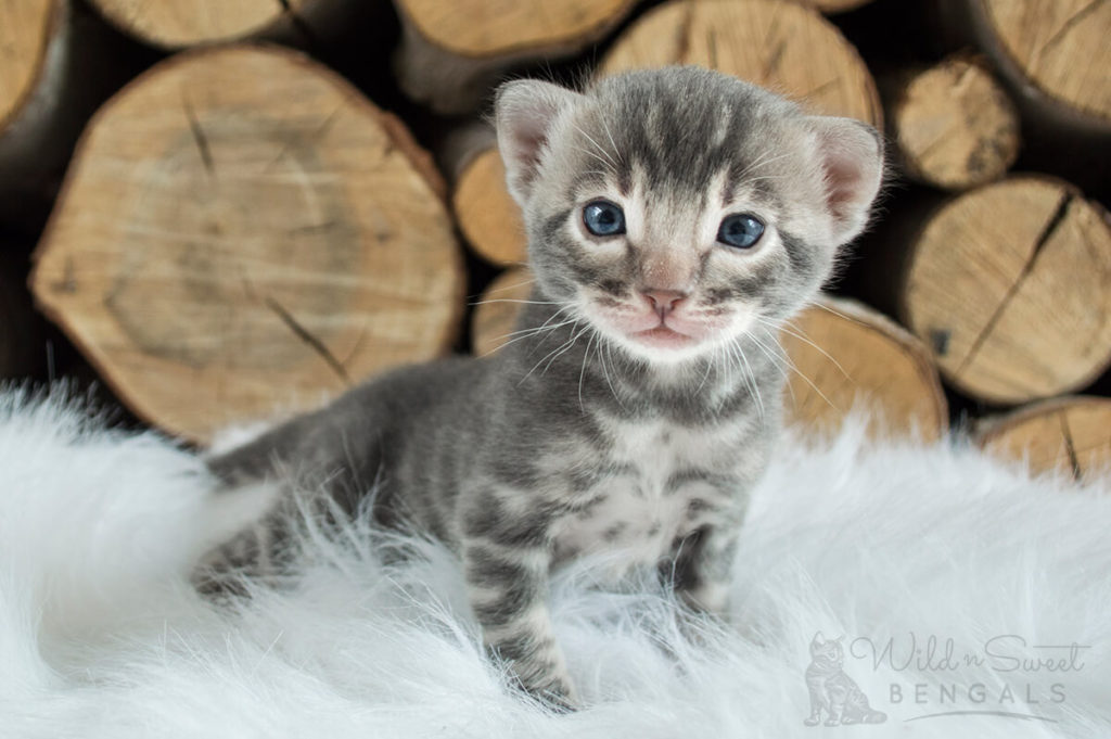 Blue Bengal Cats & Kittens for Sale 🐱 | Wild & Sweet Bengals