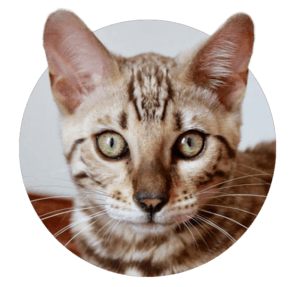 Snow & White Bengal Cats for Sale 🐈 | Wild & Sweet Bengals