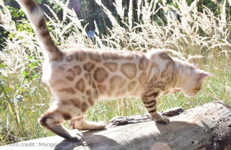 Snow & White Bengal Cats for Sale 🐈 | Wild & Sweet Bengals