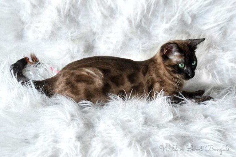 Black Melanistic Bengal Cats for Sale 🐈 | Wild & Sweet Bengals
