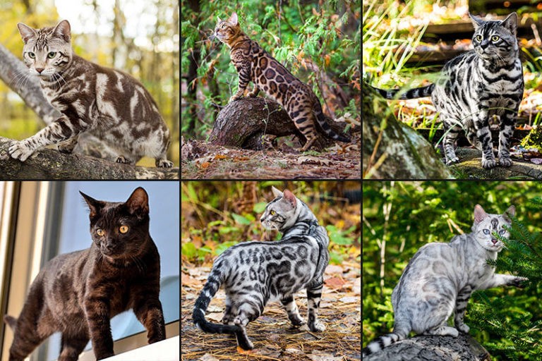 Bengal Cat Informations | Wild & Sweet Bengals
