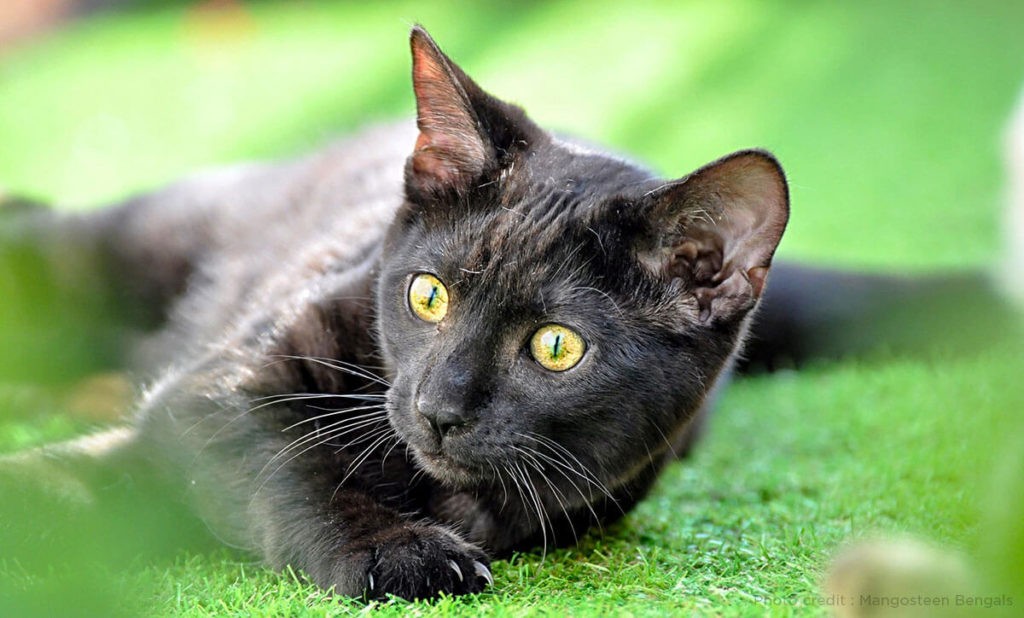 Black Melanistic Bengal Cats for Sale 🐈 | Wild & Sweet Bengals