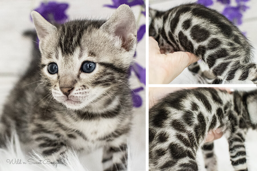 Cats Available For Adoption
