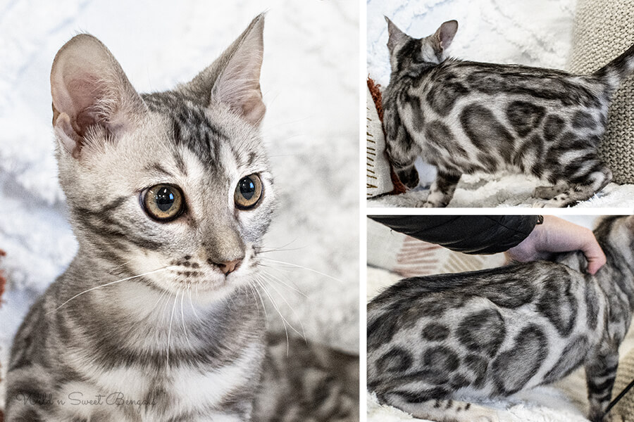 Bengal Kittens & Cats for Sale Near Me | Wild & Sweet Bengals